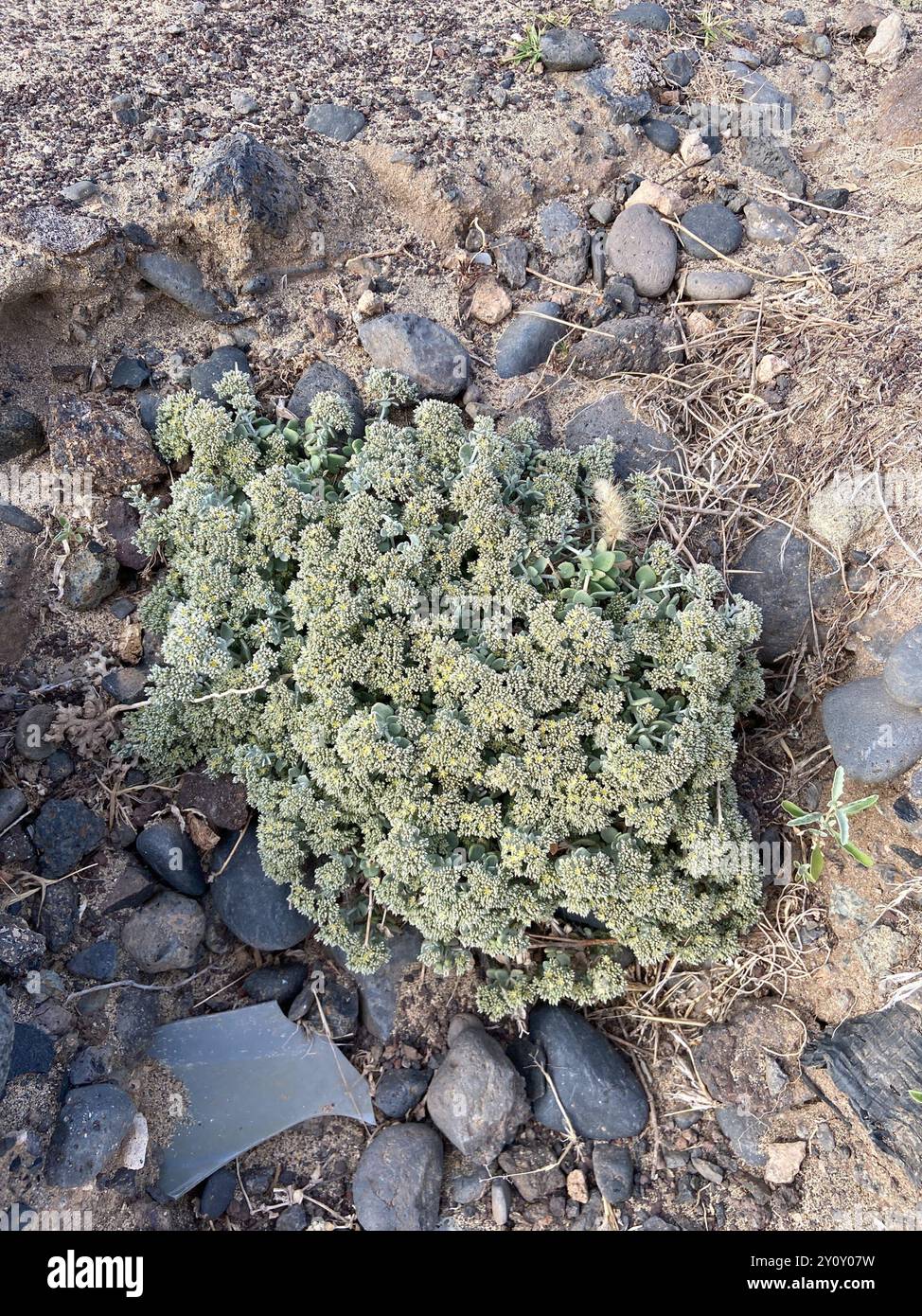 (Polycarpaea nivea) Plantae Stock Photo - Alamy