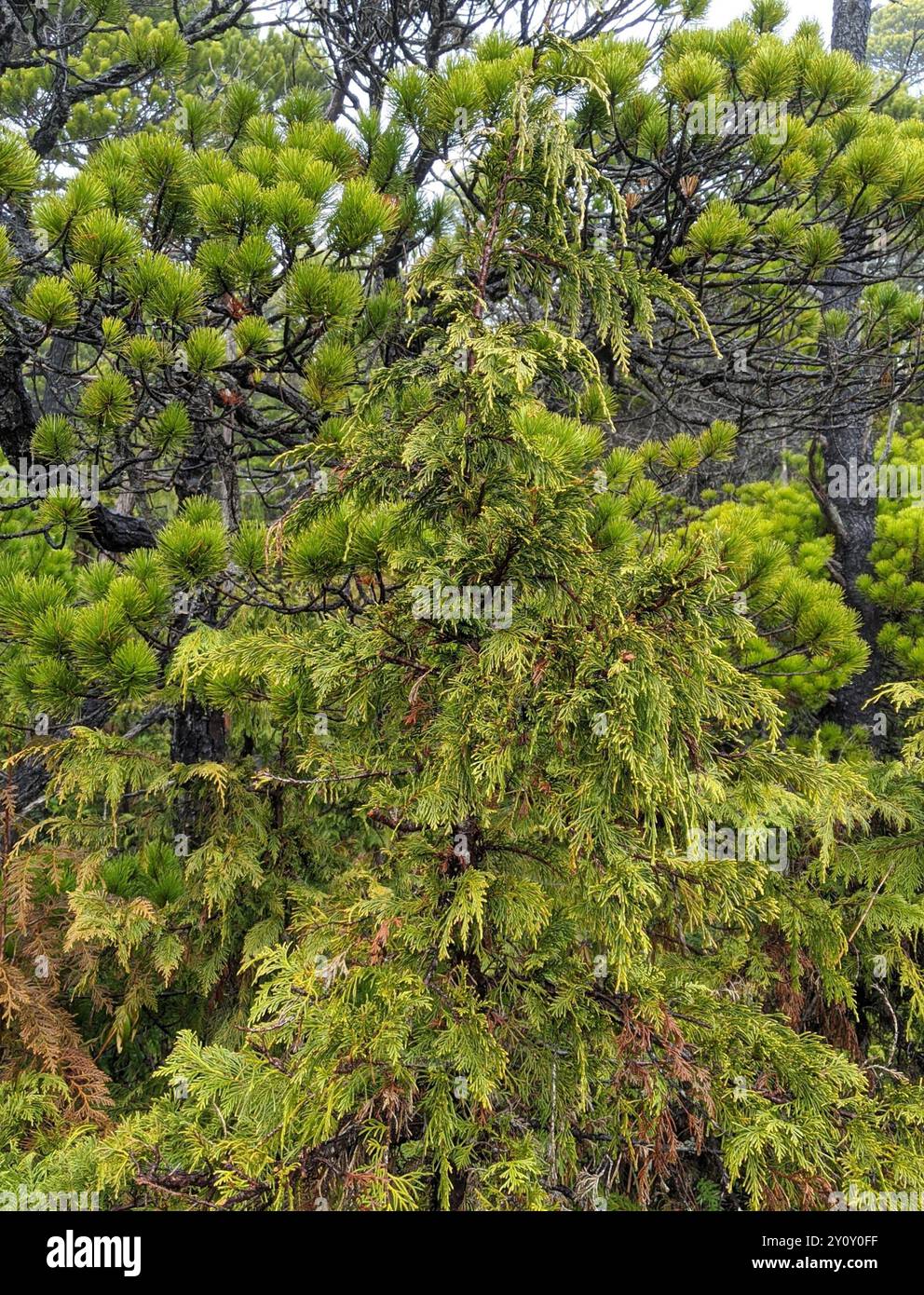Alaska yellow cedar (Callitropsis nootkatensis) Plantae Stock Photo - Alamy