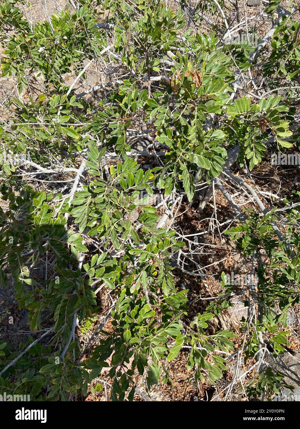 Mount Atlas mastic tree (Pistacia atlantica) Plantae Stock Photo - Alamy