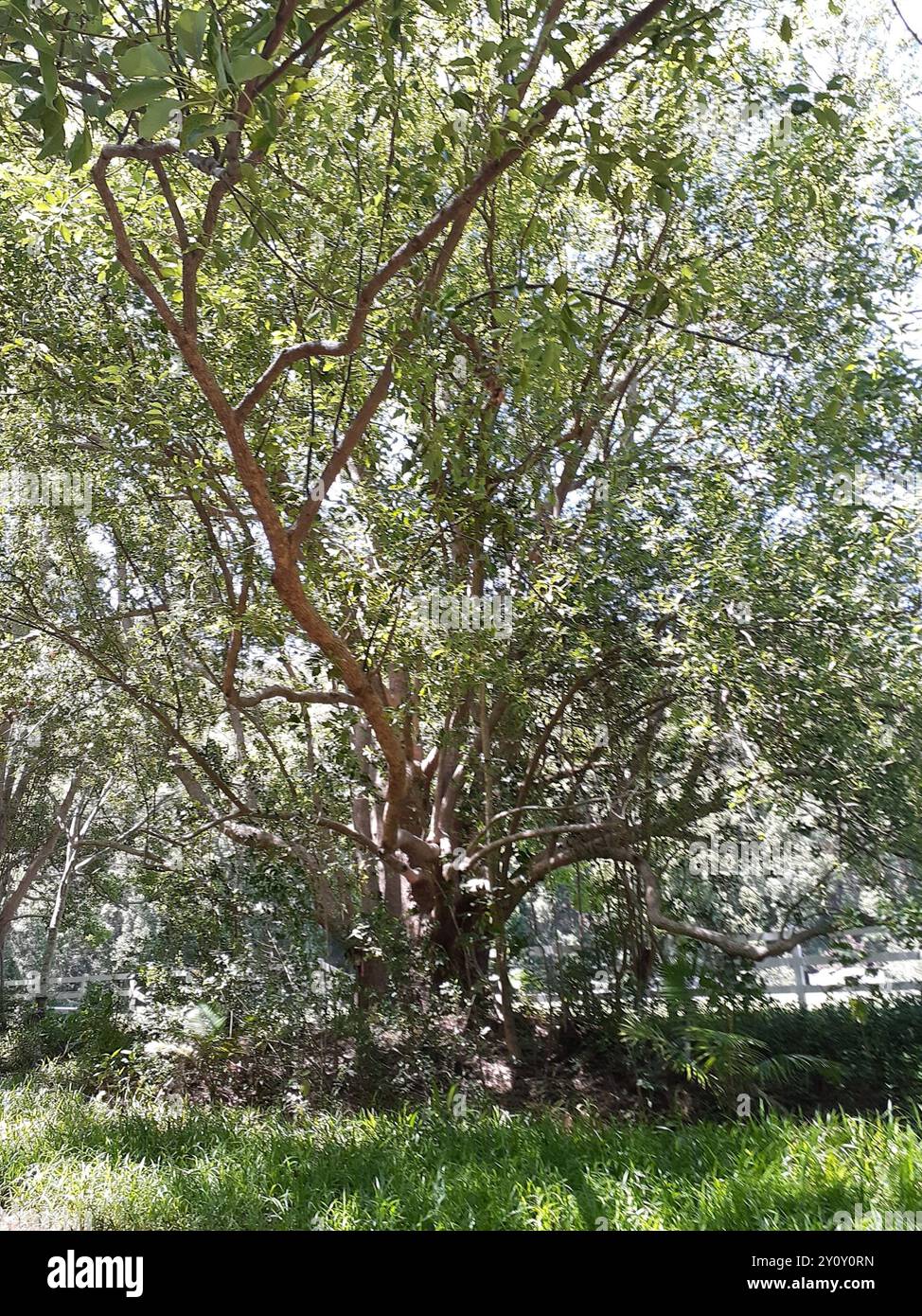 Camphor Tree (Cinnamomum camphora) Plantae Stock Photo - Alamy