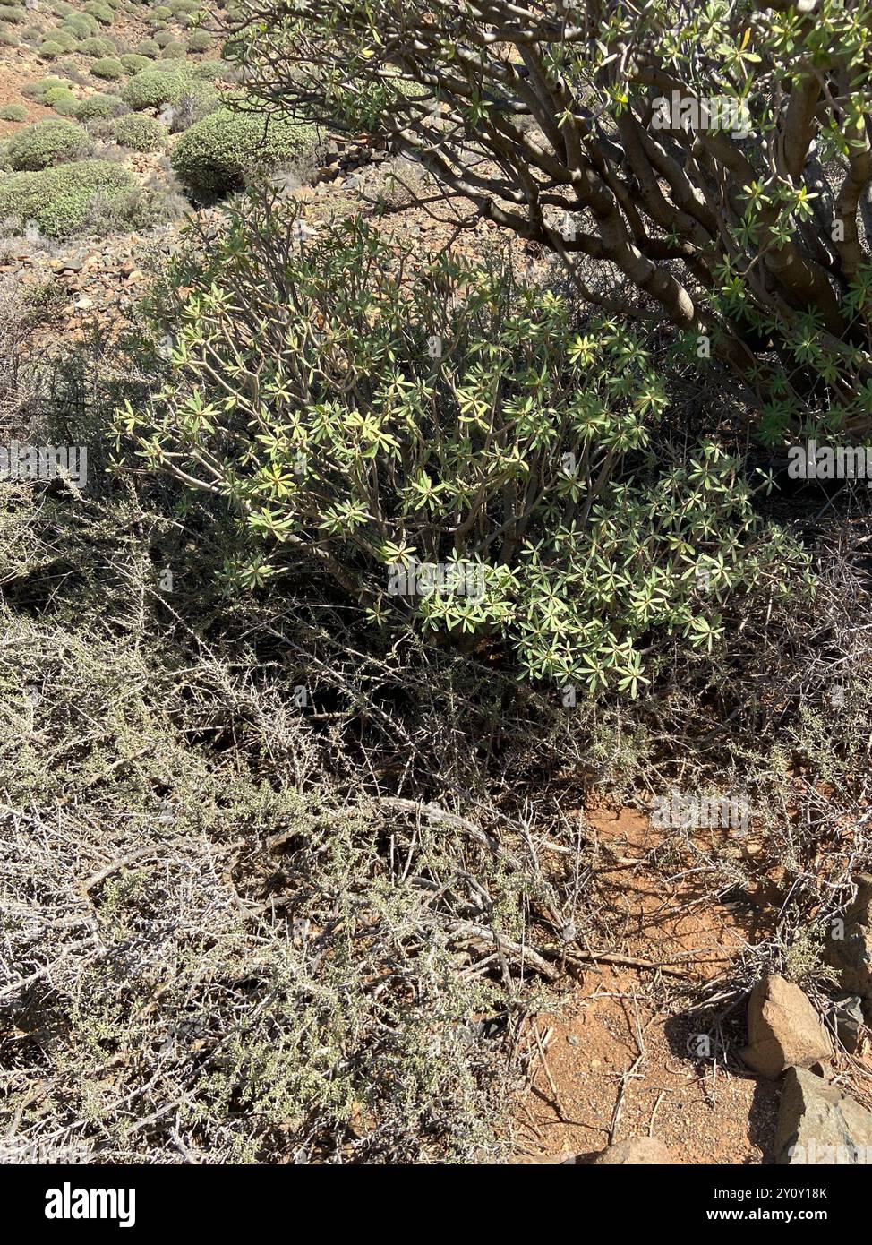 balsam spurge (Euphorbia balsamifera) Plantae Stock Photo - Alamy