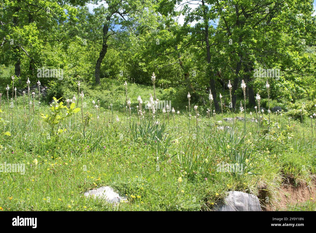 asphodels (Asphodelus) Plantae Stock Photo - Alamy
