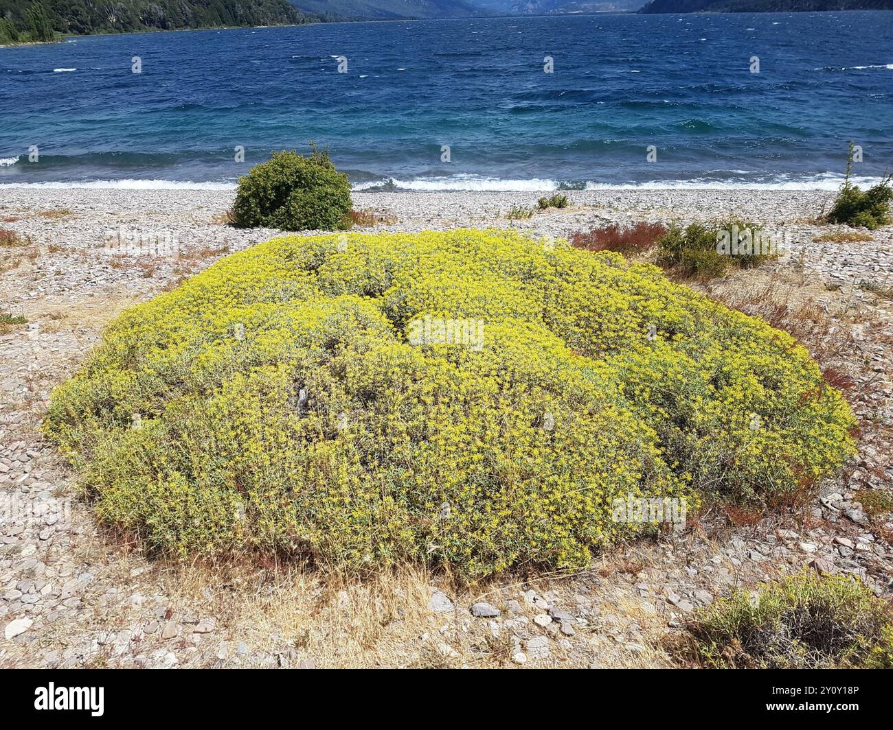 Azorella prolifera hi-res stock photography and images - Alamy