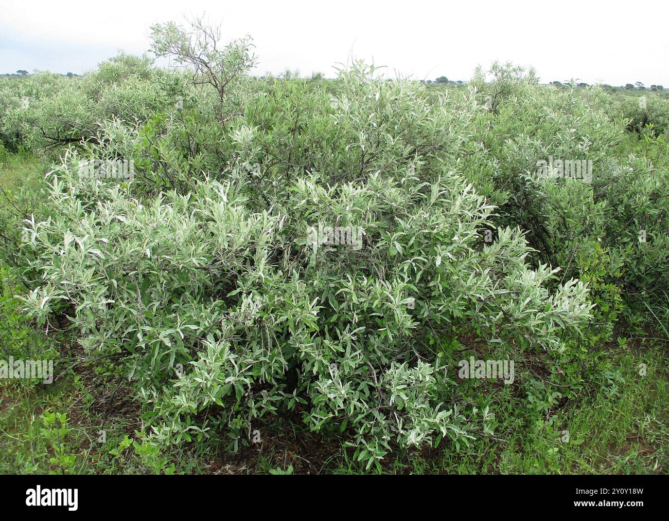 Wild Camphorbush (Tarchonanthus camphoratus) Plantae Stock Photo - Alamy