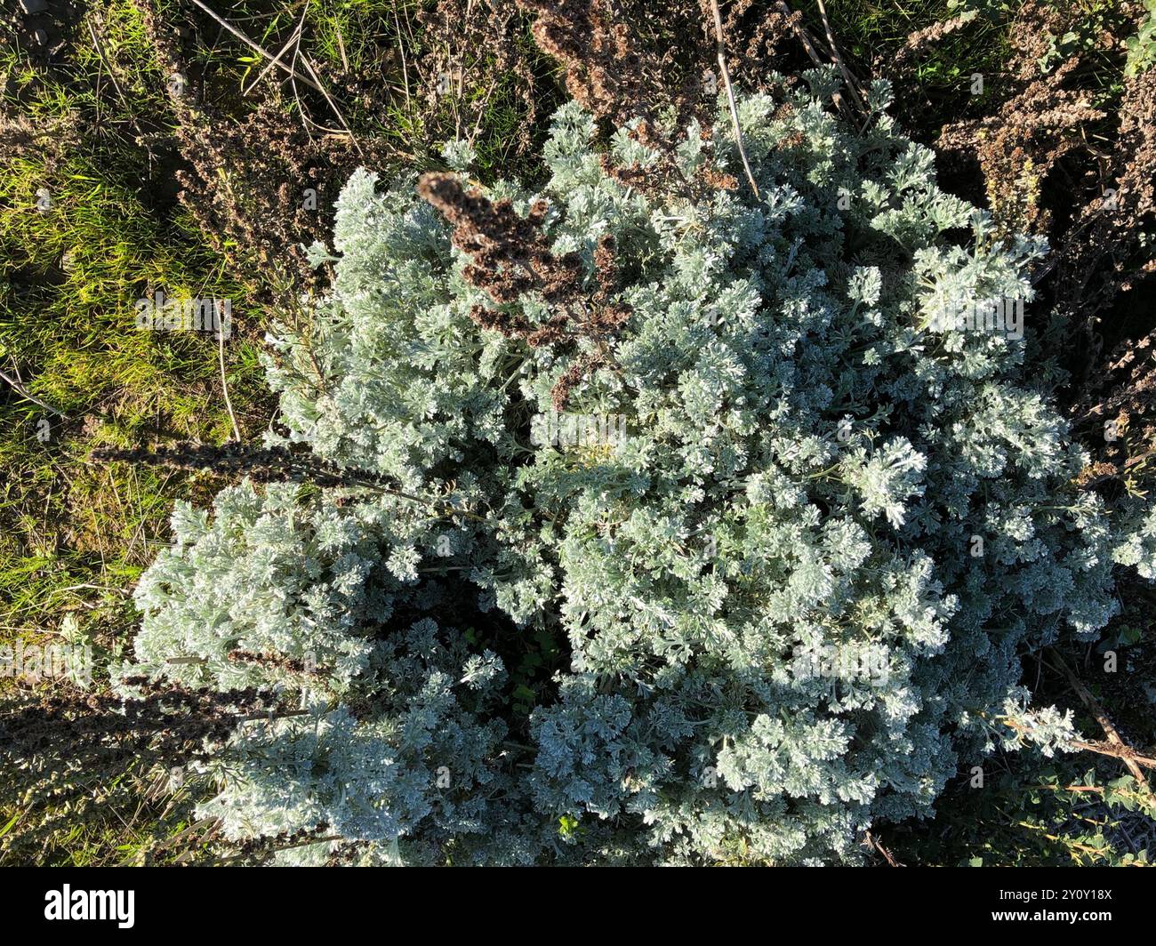 coastal sagewort (Artemisia pycnocephala) Plantae Stock Photo - Alamy