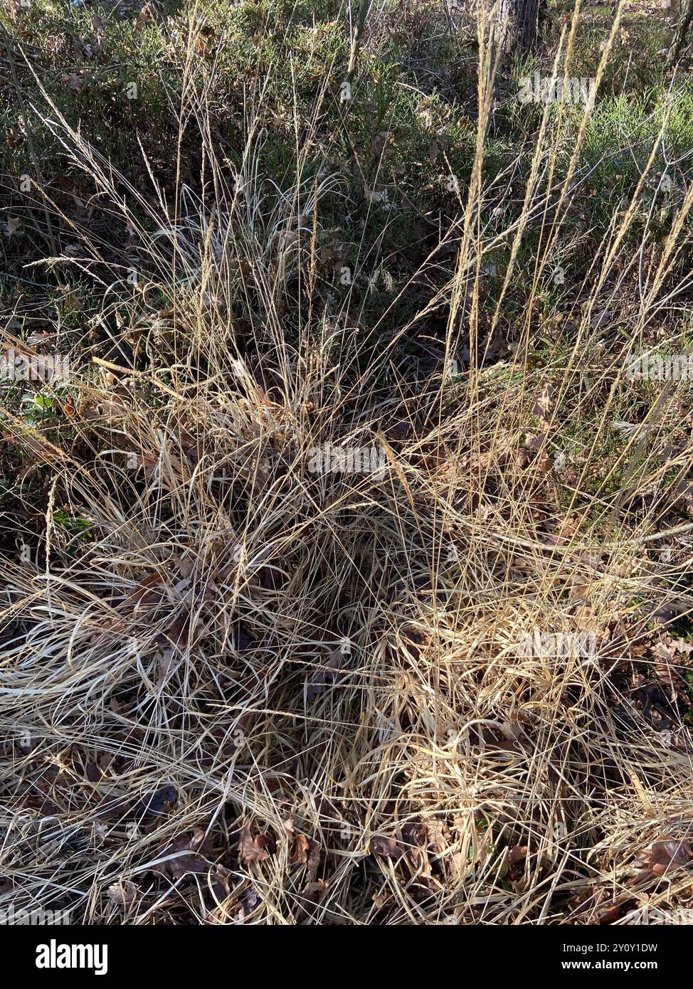 grasses (Poaceae) Plantae Stock Photo - Alamy