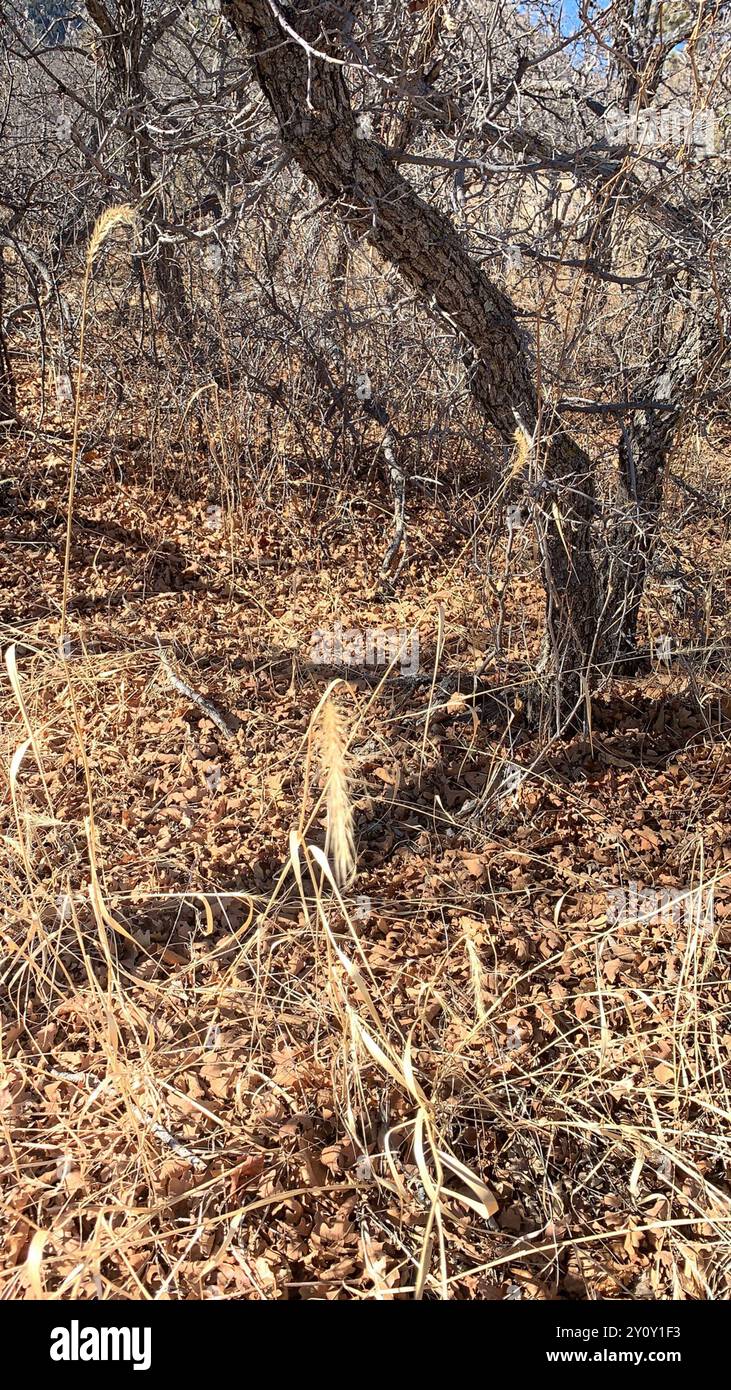 Canada wild rye (Elymus canadensis) Plantae Stock Photo - Alamy