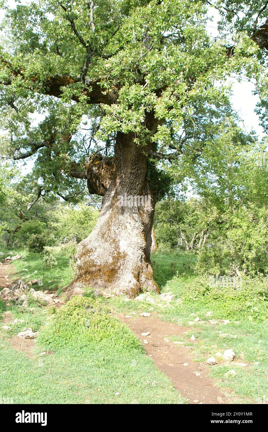 sweet acorn oak (Quercus rotundifolia) Plantae Stock Photo - Alamy