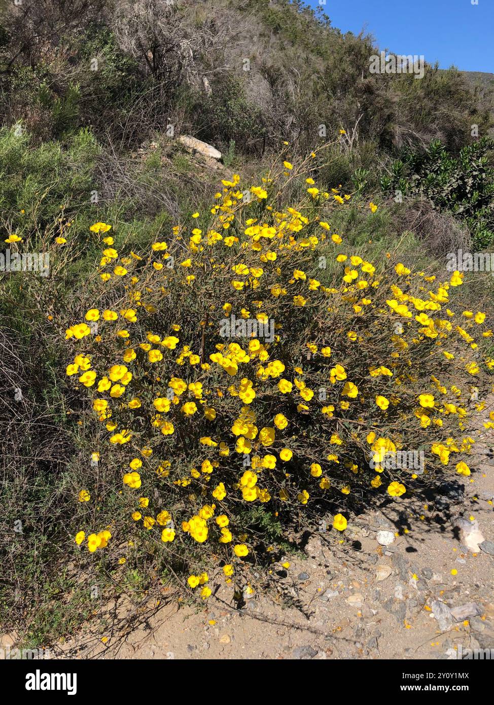 Bush Poppy (Dendromecon rigida) Plantae Stock Photo - Alamy