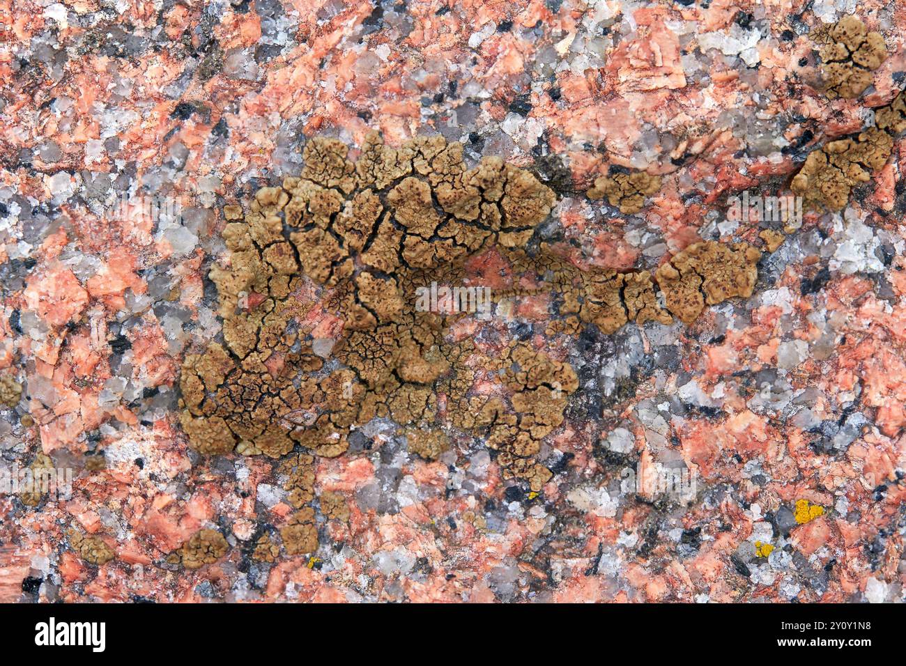 brown cobblestone lichen (Acarospora fuscata) Fungi Stock Photo - Alamy
