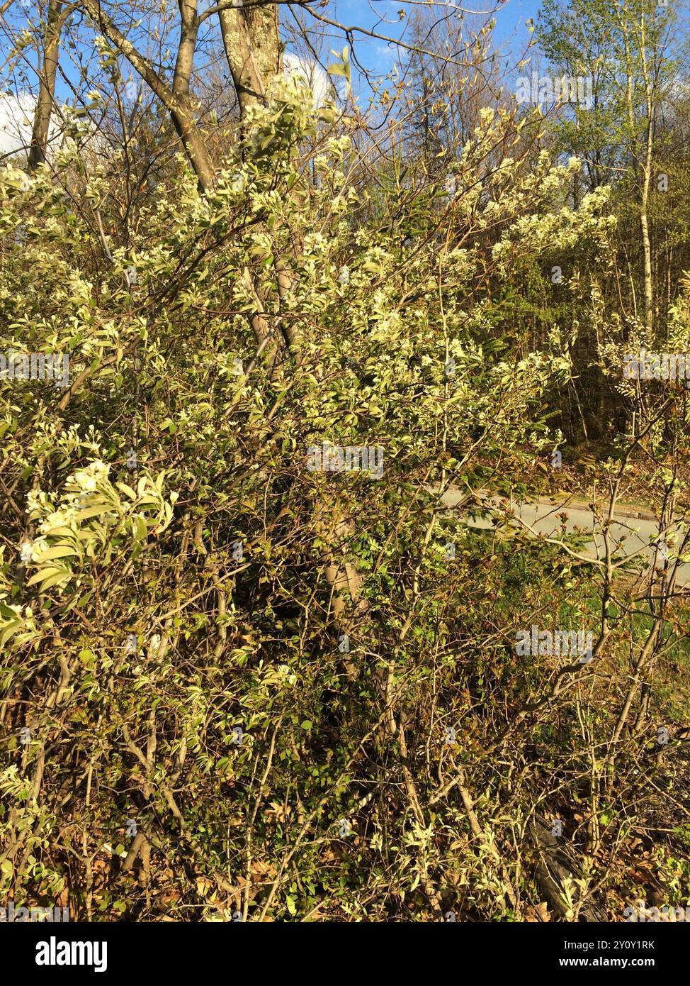 Running Serviceberry (Amelanchier stolonifera) Plantae Stock Photo - Alamy