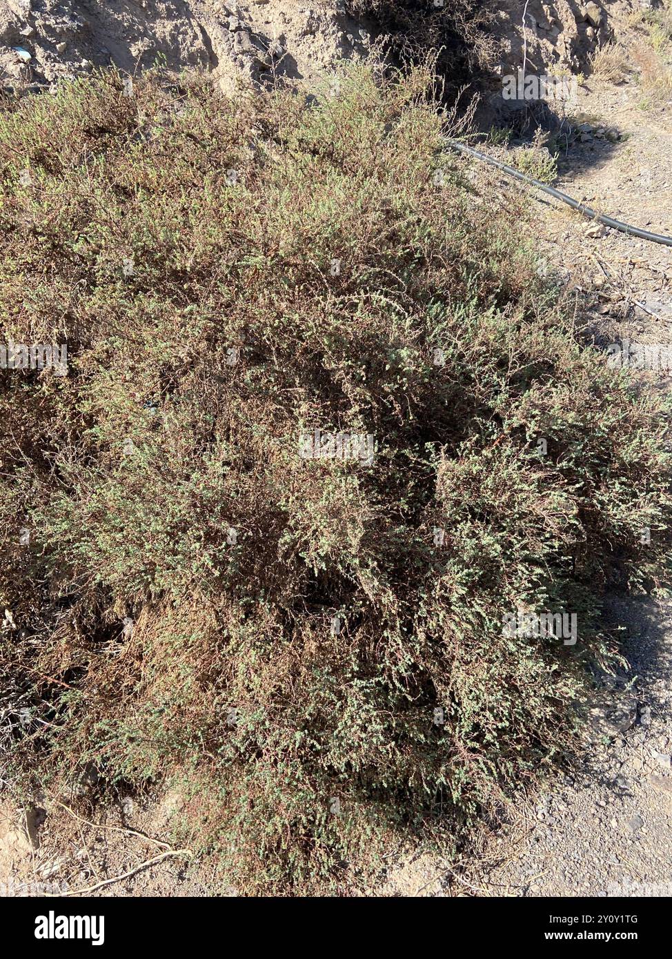 Mediterranean saltwort (Caroxylon vermiculatum) Plantae Stock Photo - Alamy