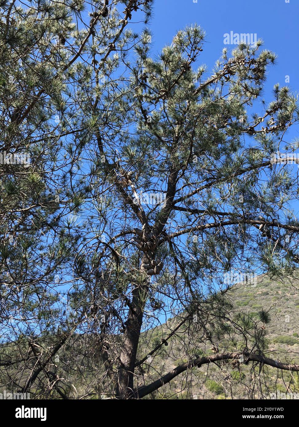 knobcone pine (Pinus attenuata) Plantae Stock Photo - Alamy