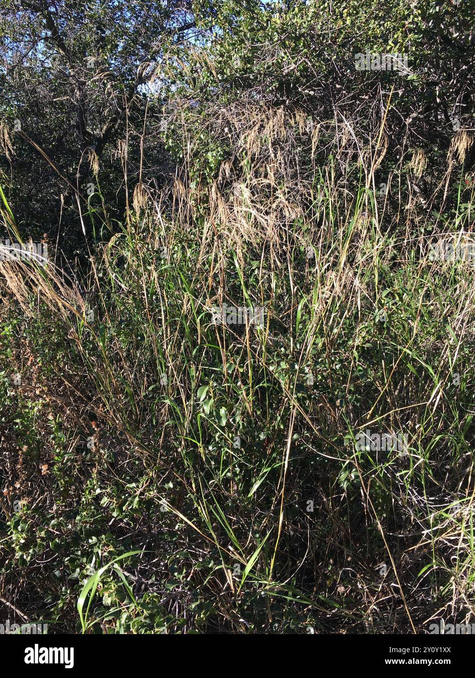 Smilo Grass (Oloptum miliaceum) Plantae Stock Photo - Alamy