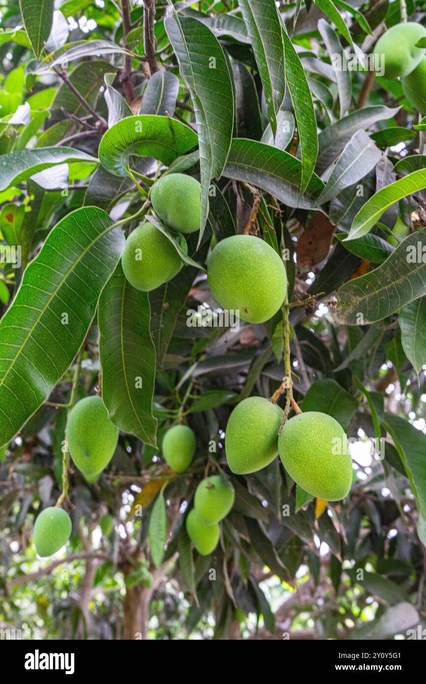Green fruit mangoes hanging on tree with lush leaves, showcasing ...