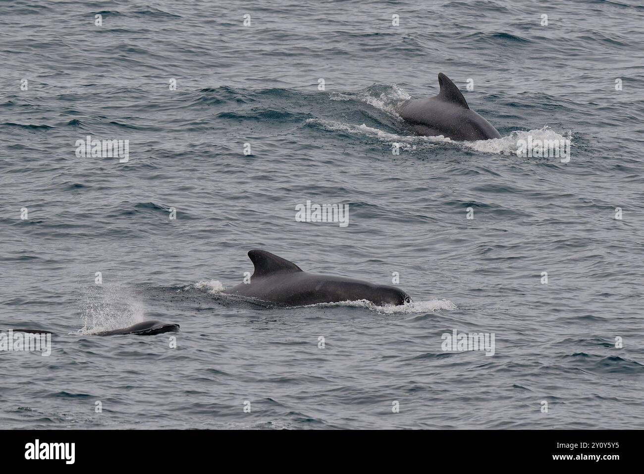 A large pod of Pilot Whales Stock Photo - Alamy
