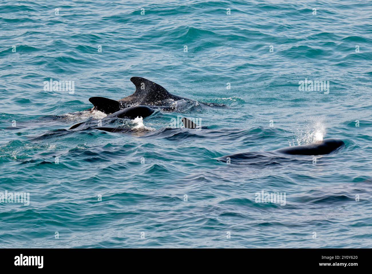 Pod of whales hi-res stock photography and images - Alamy