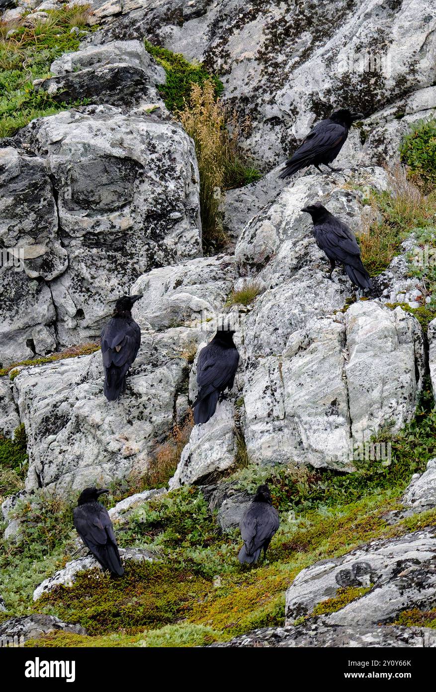 Unkindness ravens hi-res stock photography and images - Alamy