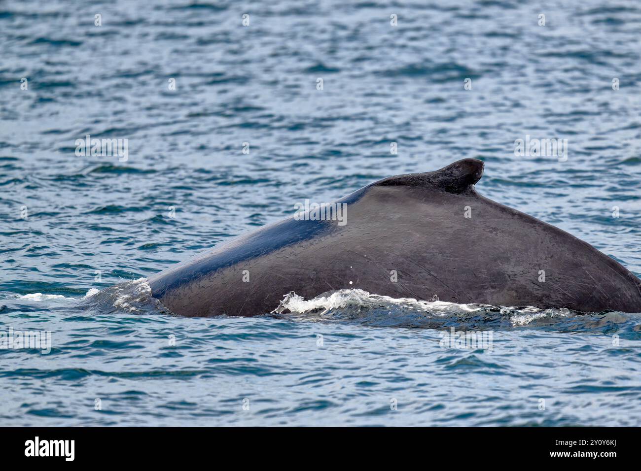 scars visible on a humpback whale seen near St Anthony, newfoundland ...