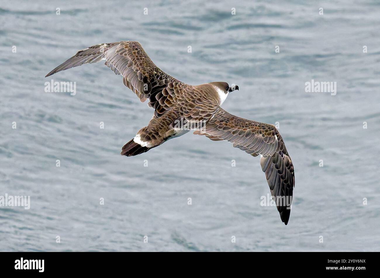 Shearwater north sea hi-res stock photography and images - Alamy