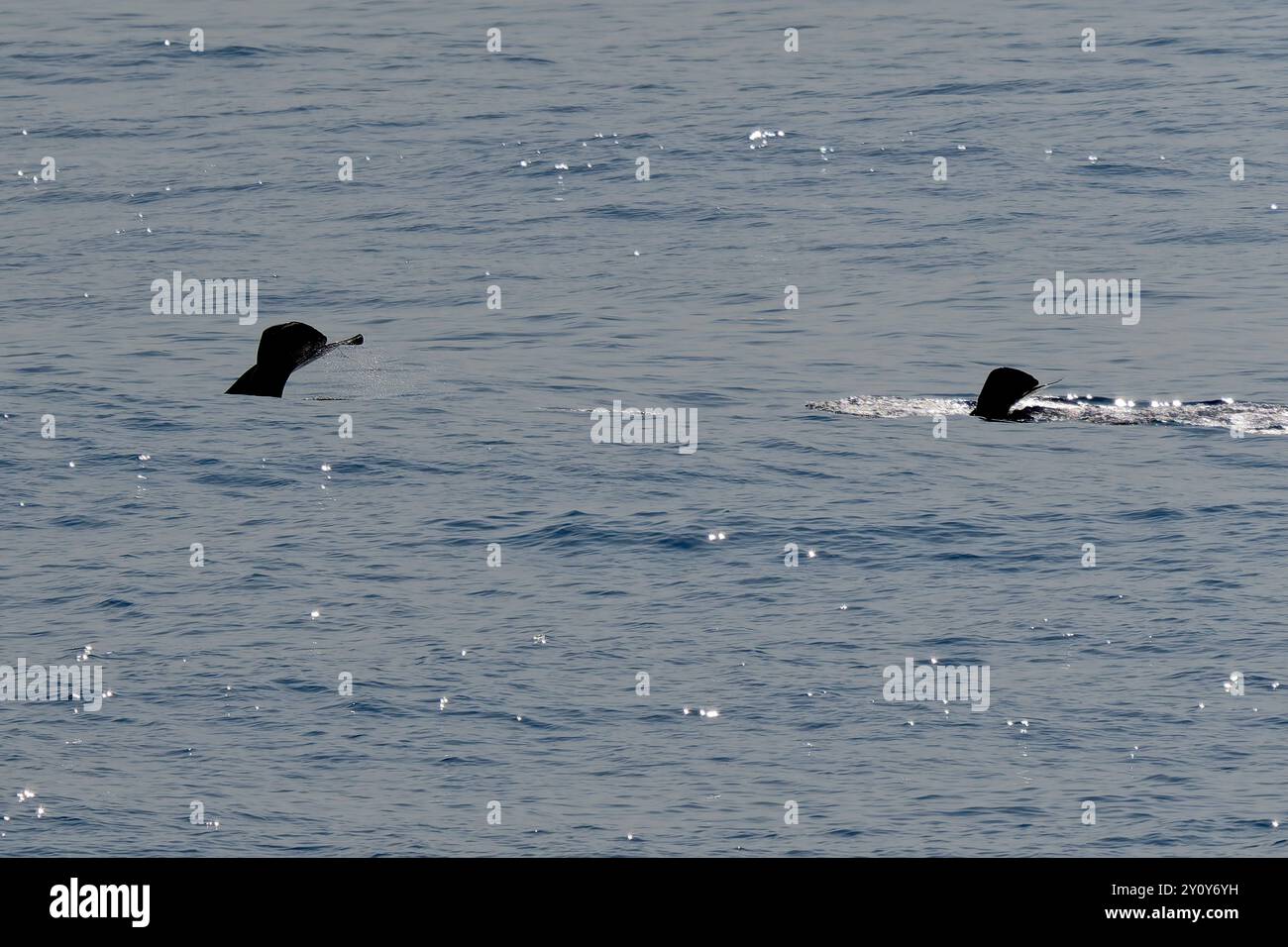 2 humpback whales dive in unison Stock Photo - Alamy