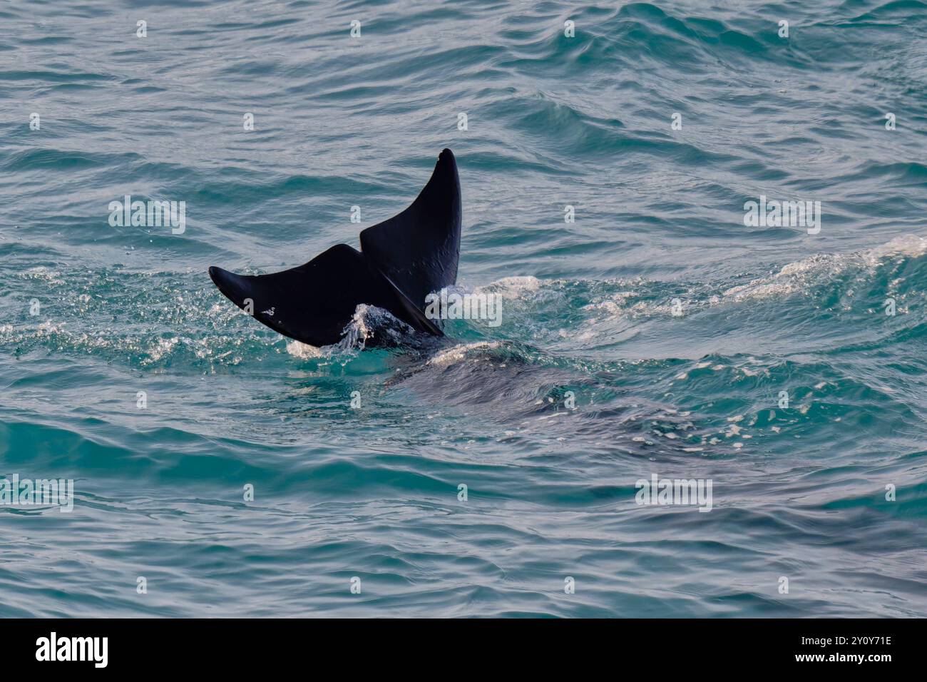 A Pilot whale tail fluke in the gulf of st lawrence, newfoundland Stock ...