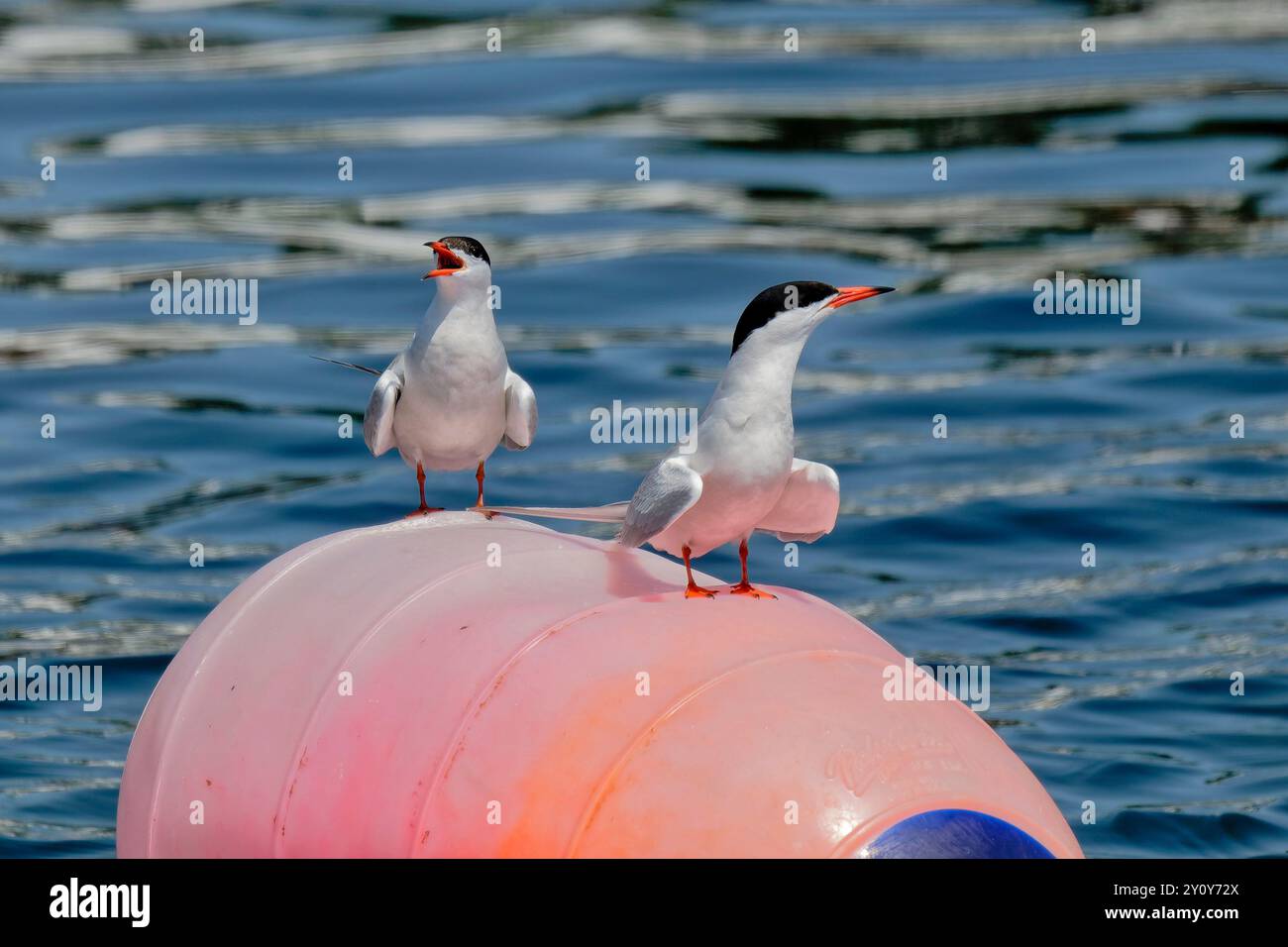 two common terns in Bay Bulls Harbour newfoundland, Canada Stock Photo ...