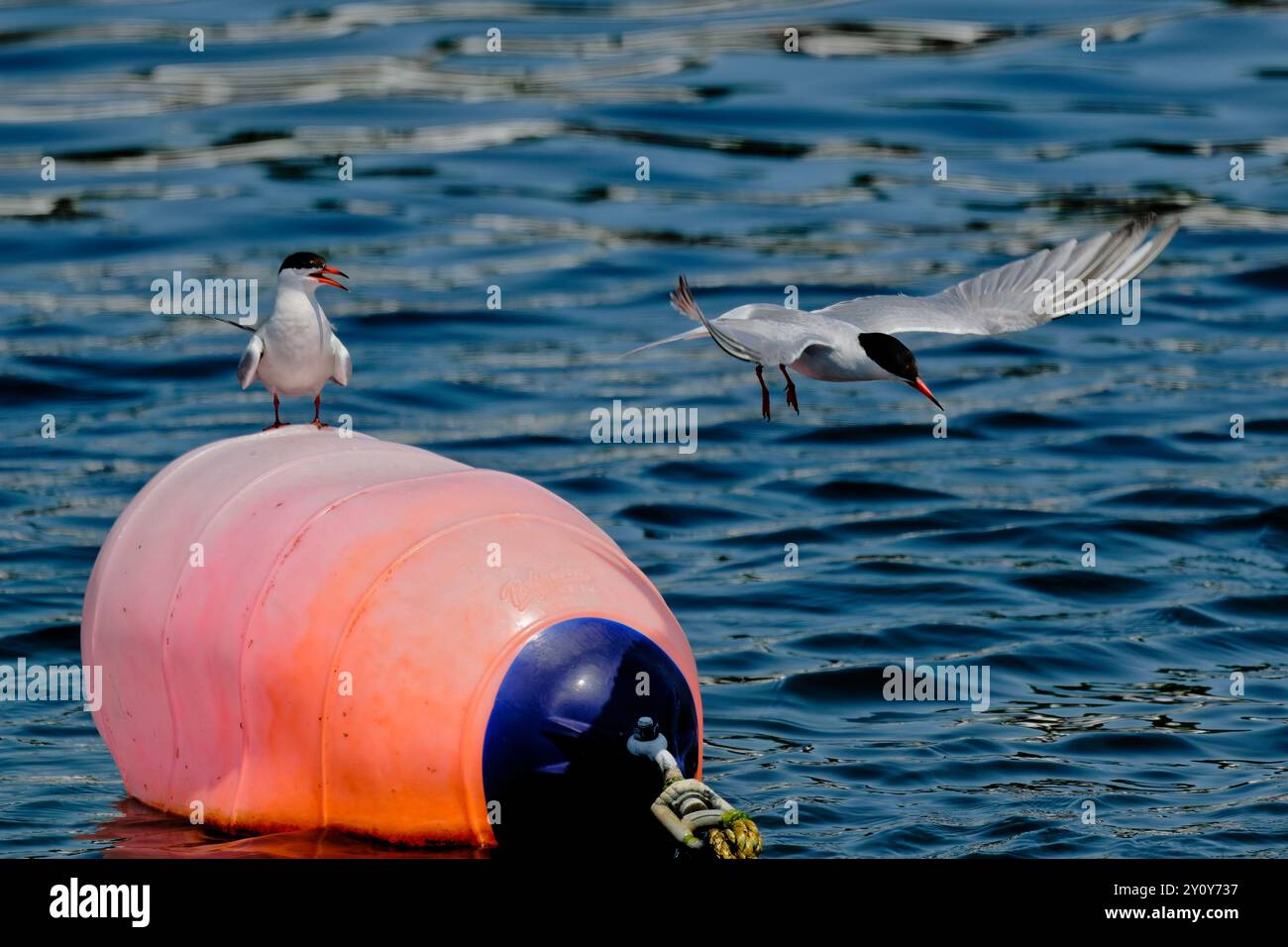 two common terns in Bay Bulls Harbour newfoundland, Canada Stock Photo ...