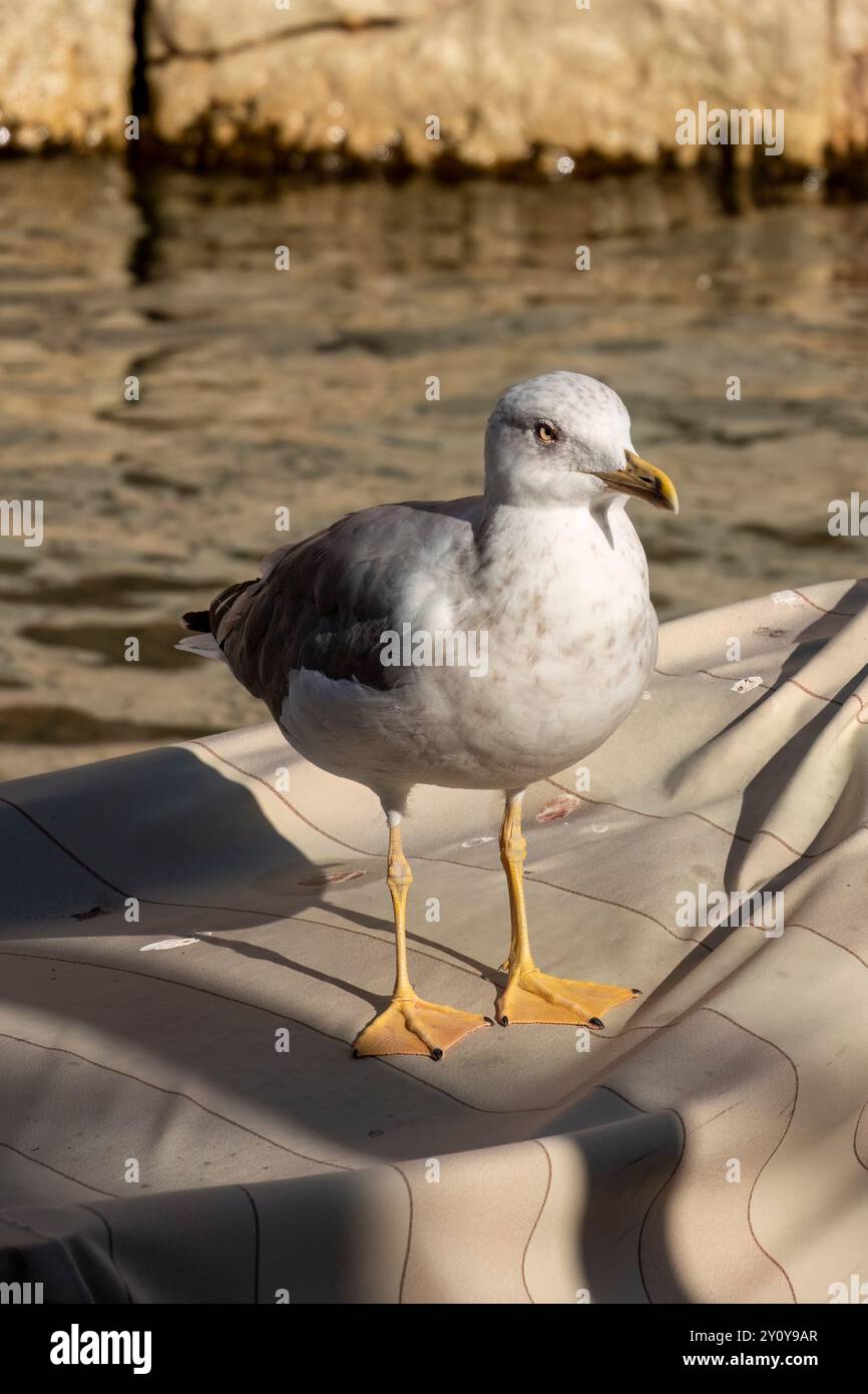 Yellow legged gull larus michahellis italy hi-res stock photography and ...