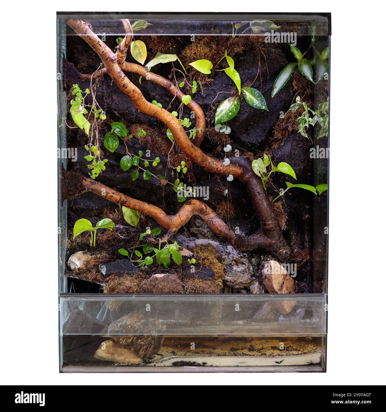Terrarium with Twisted Branches and Greenery Stock Photo - Alamy
