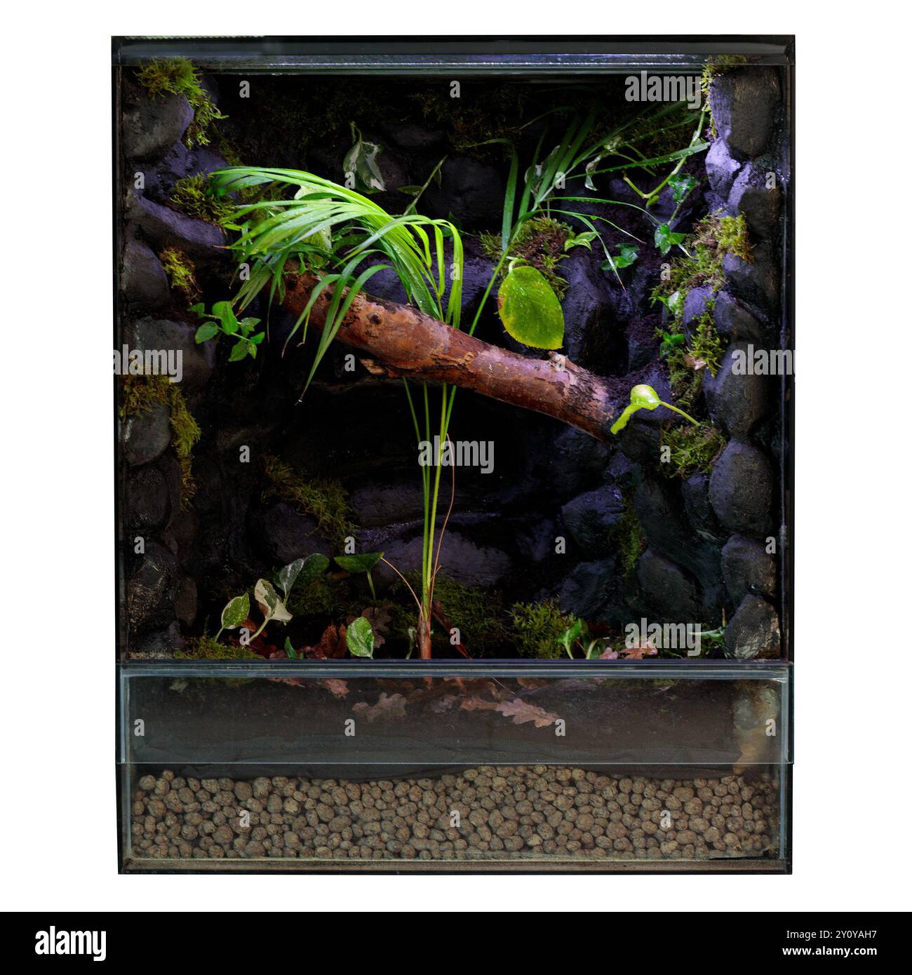 Vertical Terrarium with Moss and Ferns Stock Photo - Alamy