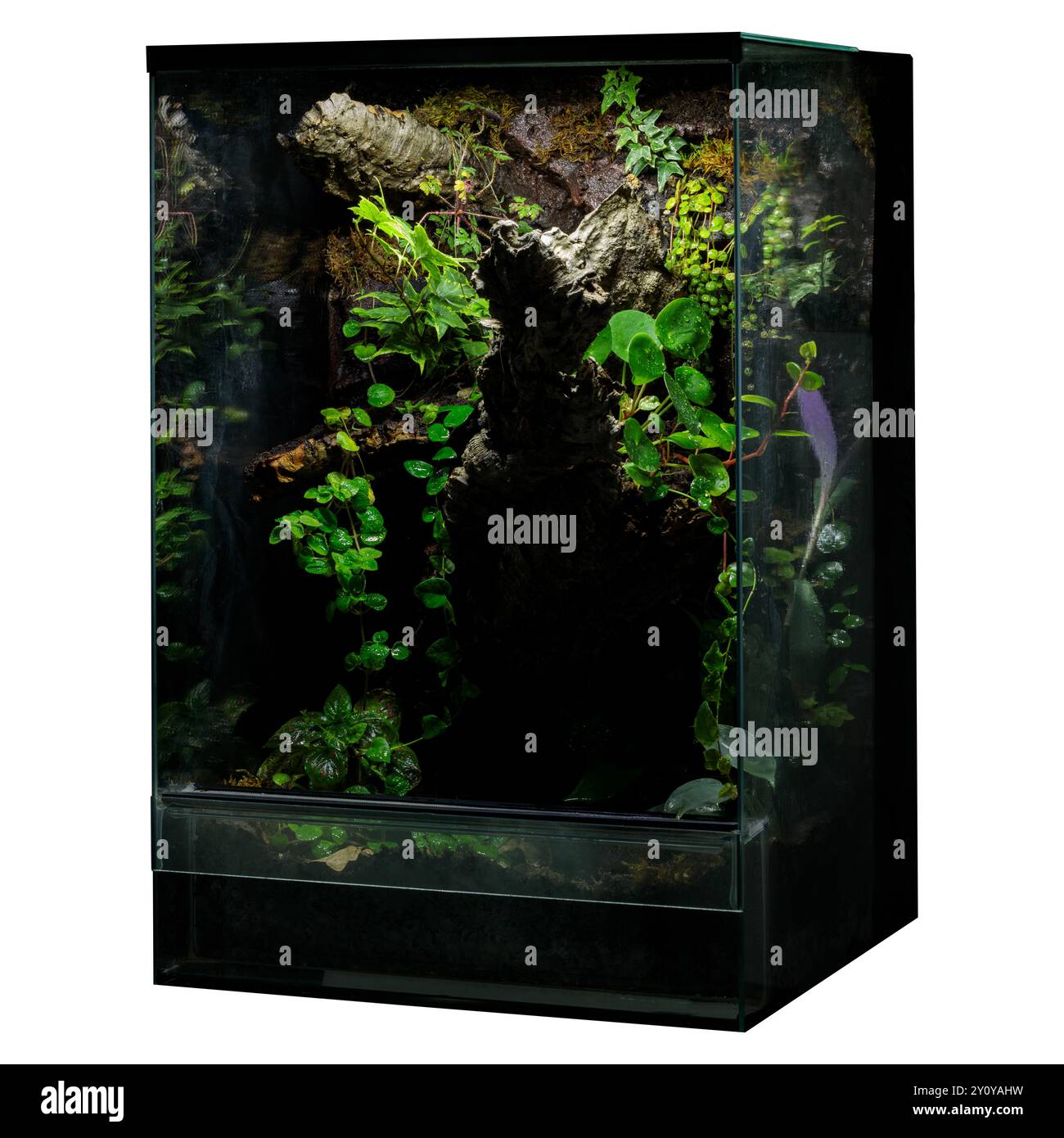 Lush Vertical Terrarium with Branch and Vines Stock Photo - Alamy