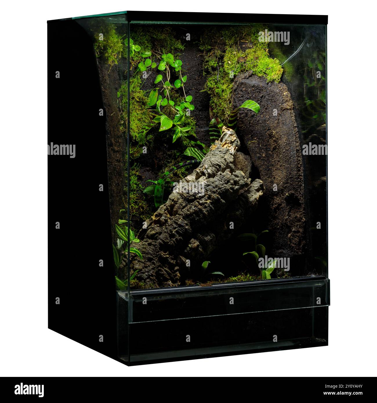 Side View of Terrarium with Moss and Bark Stock Photo - Alamy