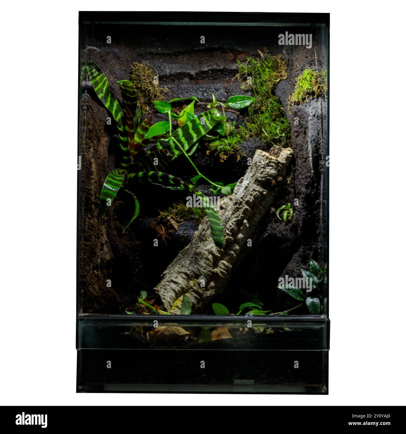 Terrarium with Bromeliad and Mossy Bark Stock Photo - Alamy