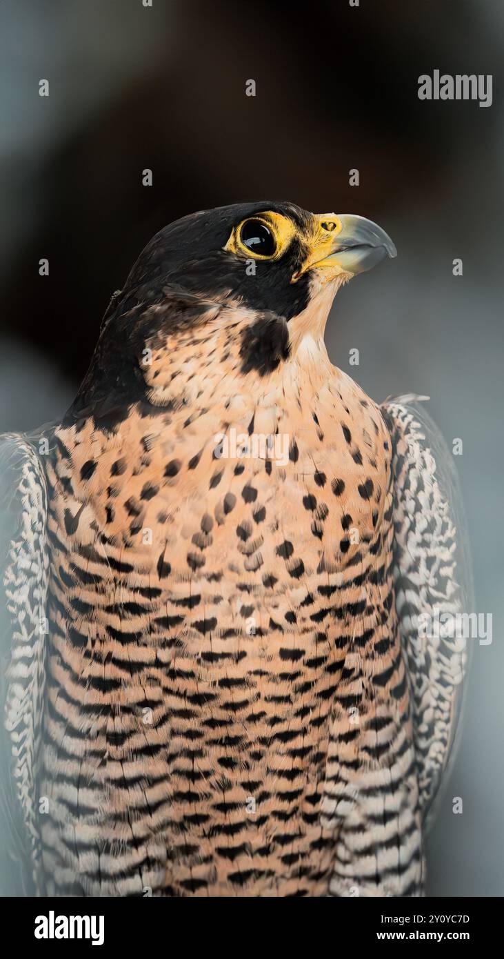 Falcon peregrins hi-res stock photography and images - Alamy