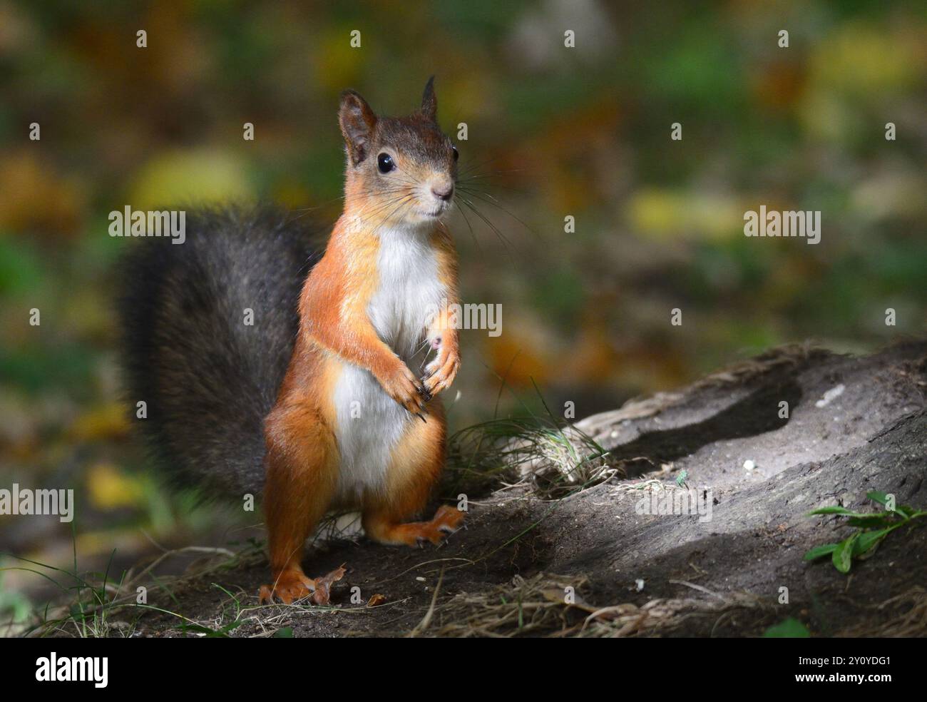 Squirrel in spotlight Stock Photo - Alamy