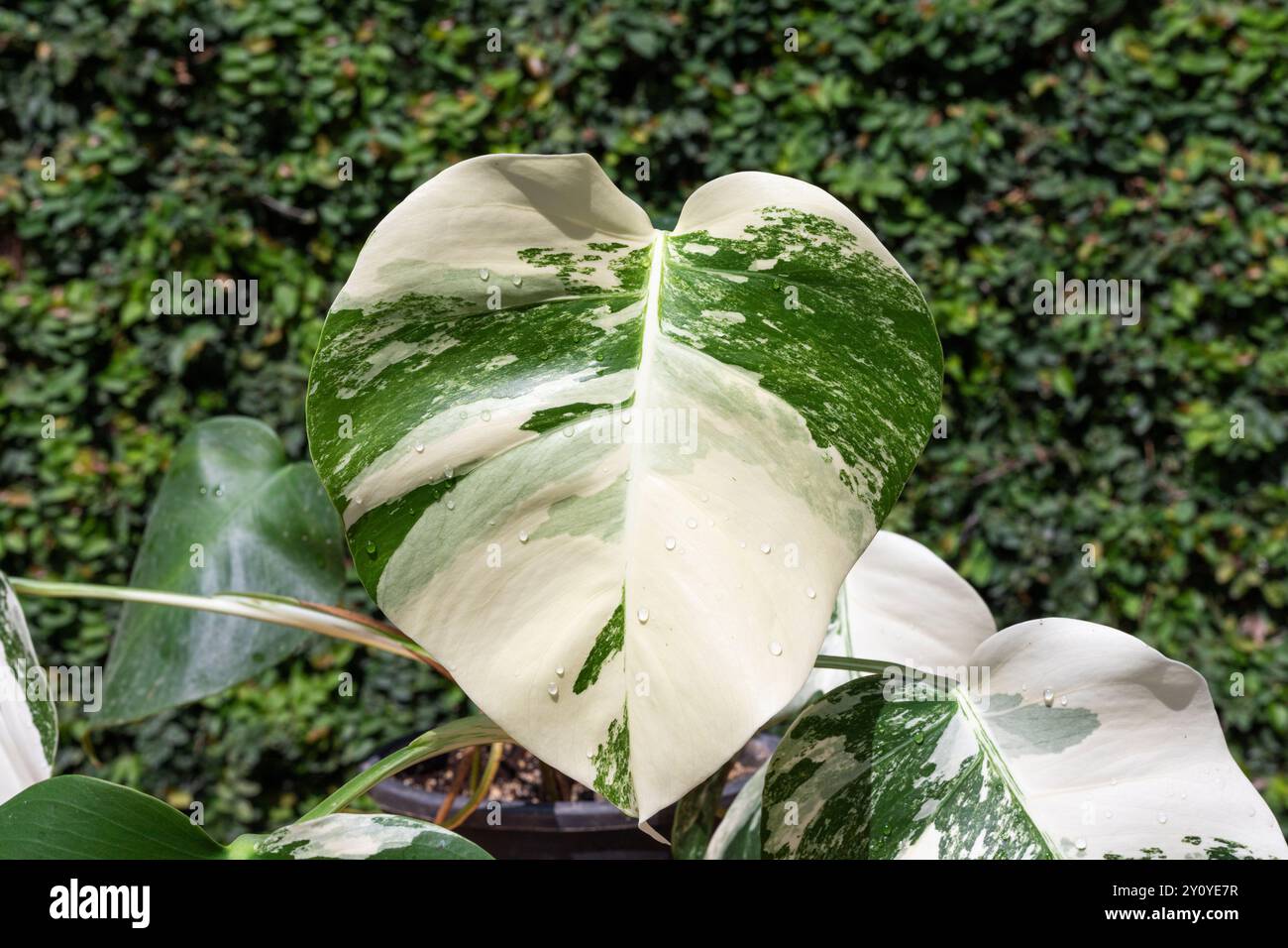 Beautiful variegated leaves of monstera albo borsigiana closeup Stock ...