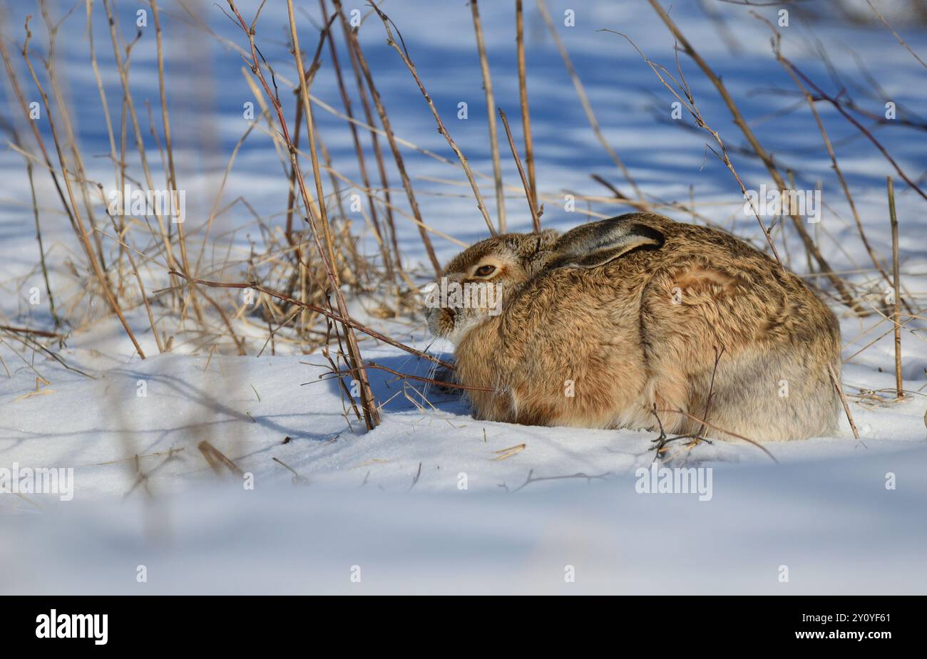 Sleepy bunny in winter Stock Photo - Alamy