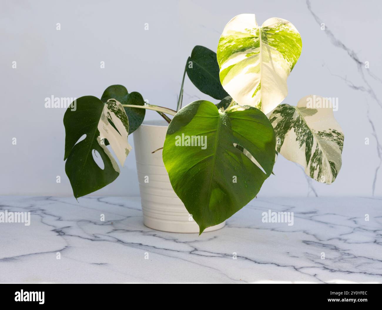 Variegated monstera plant in white ceramic planter on white marble ...