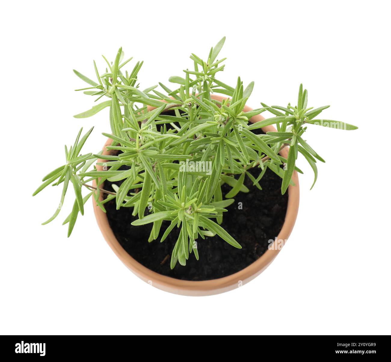 Edible kitchen plant Cut Out Stock Images & Pictures - Alamy