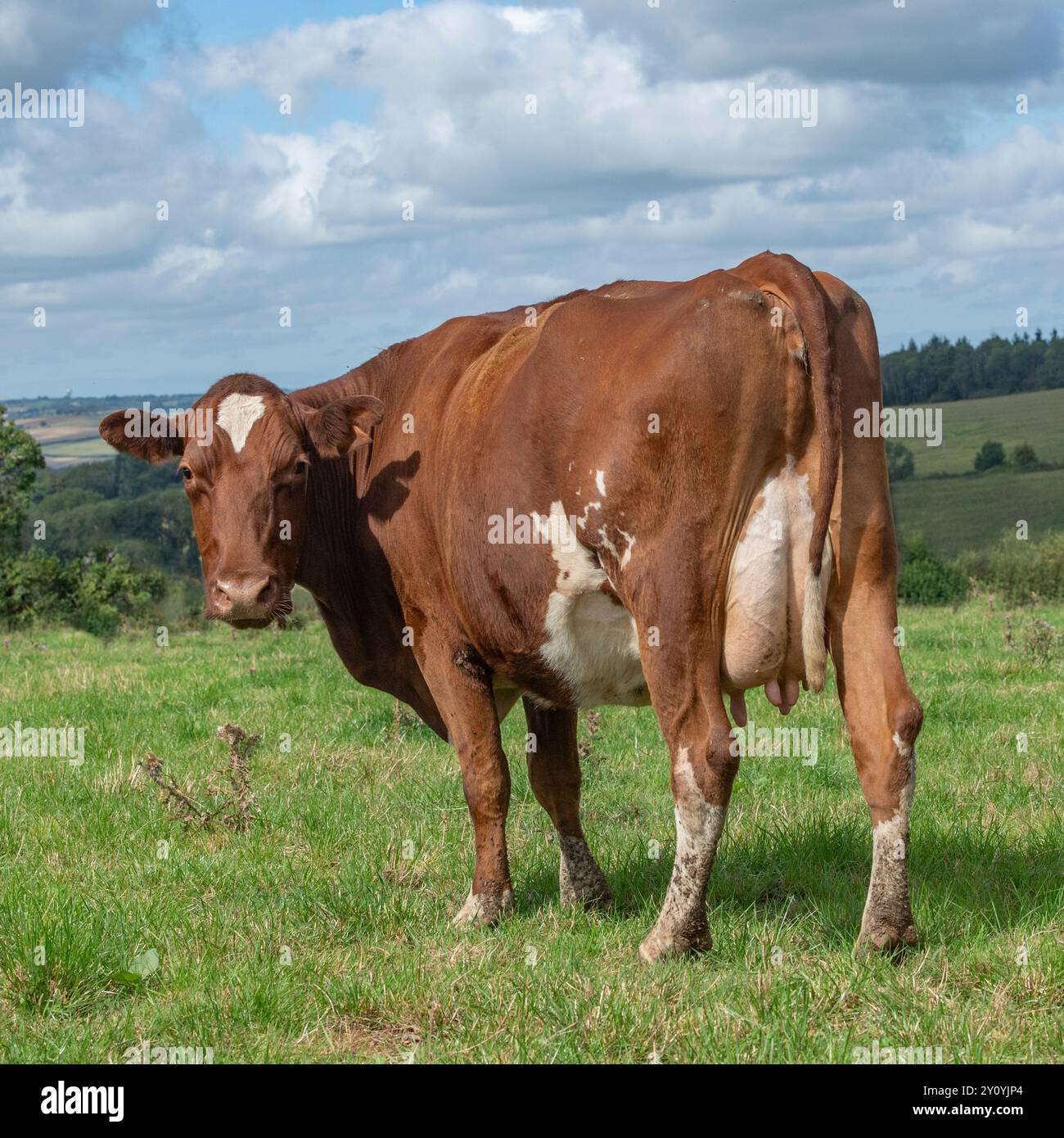 brown cow standing in a field and looking back at camera Stock Photo ...