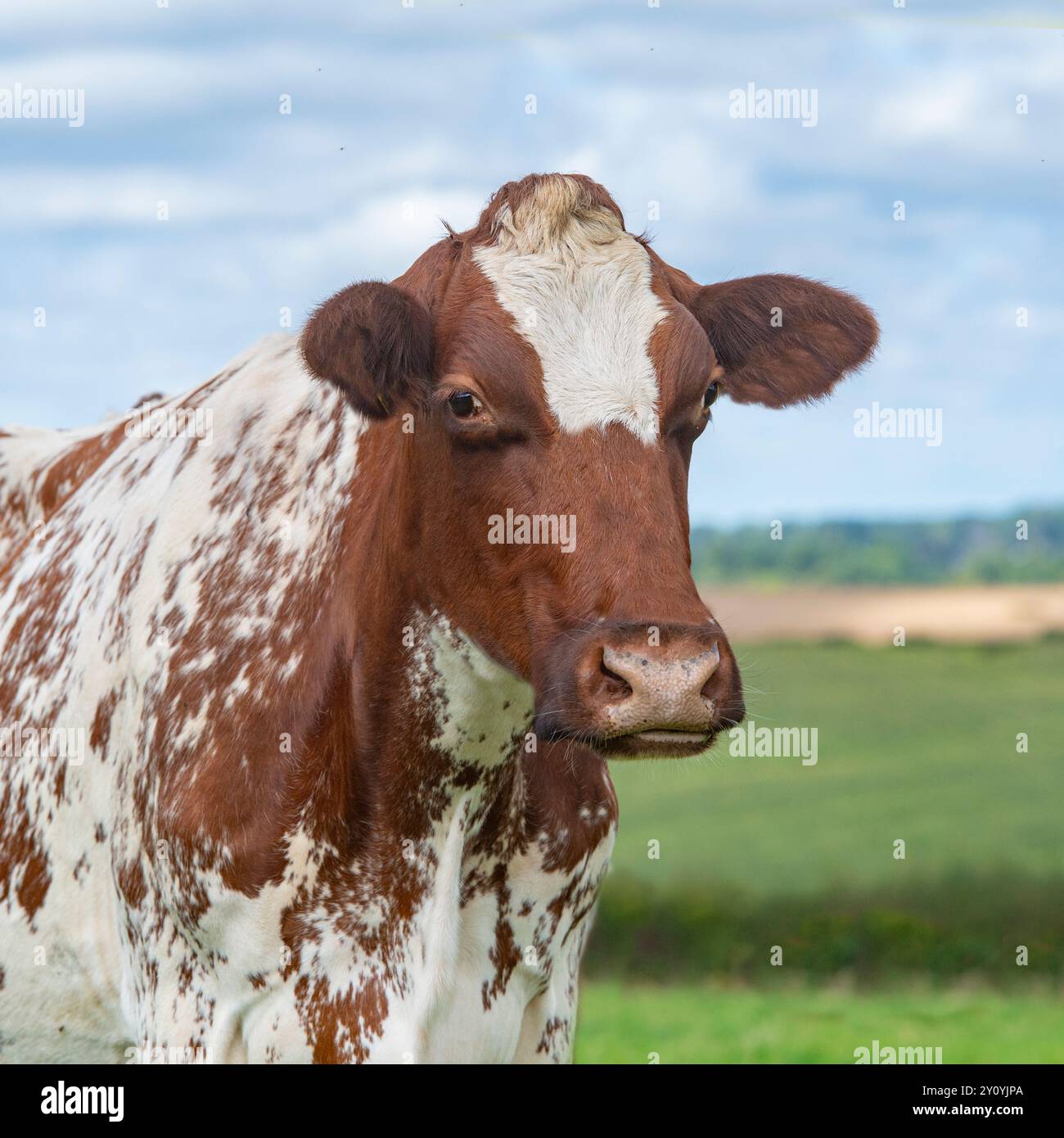 head and shoulders of a dairy shorthorn cow Stock Photo - Alamy