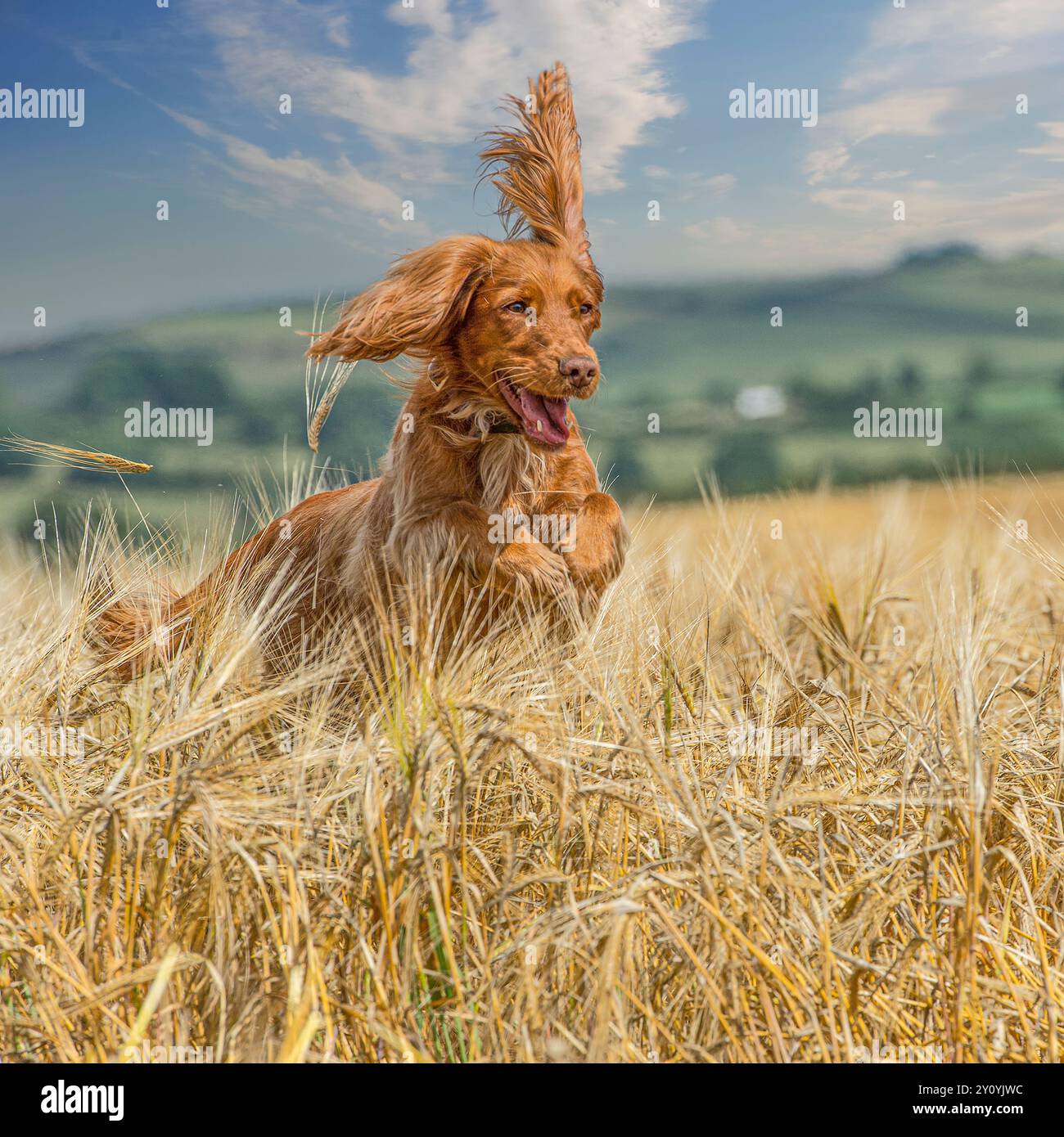English Cocker Spaniel running through a summer wheat field Stock Photo ...