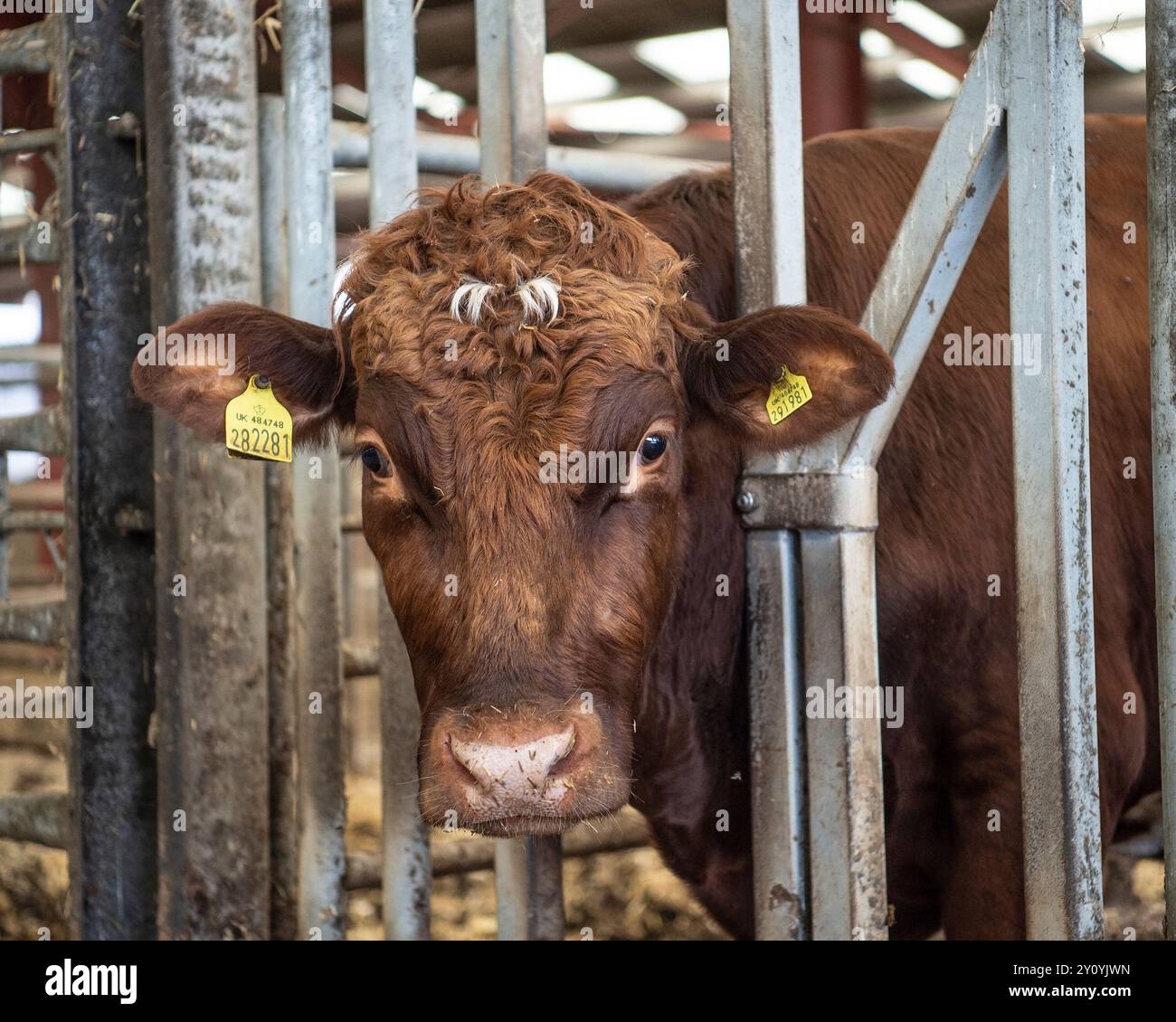 shorthorn breeding bull Stock Photo - Alamy