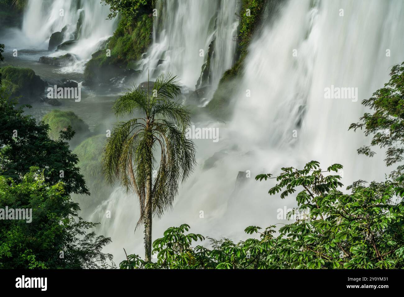 A palm tree in front of the lower Bossetti Falls in Iguazu National ...
