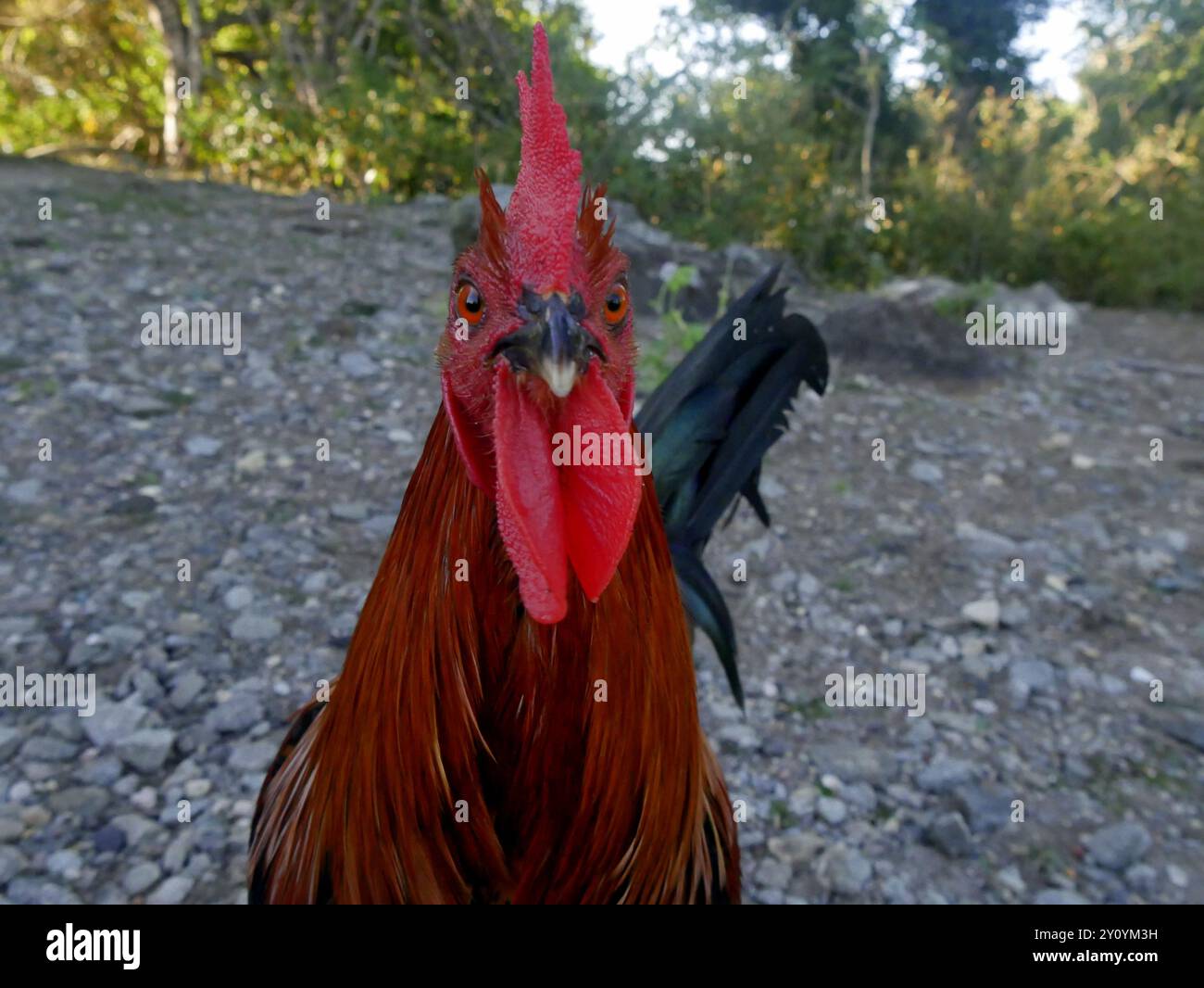 Portrait close up adult rooster hi-res stock photography and images - Alamy