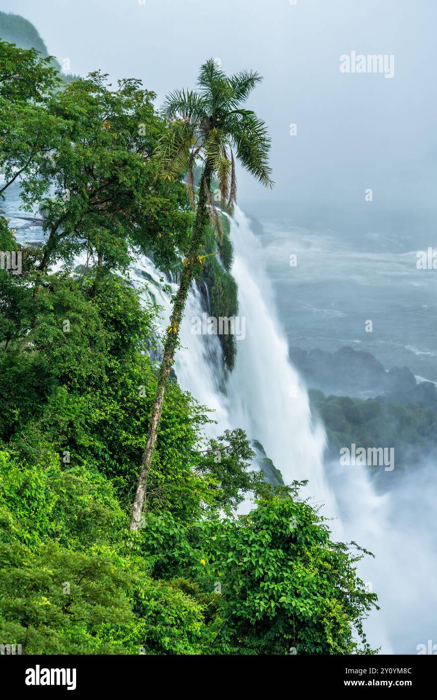 A palm tree in front of one of the falls at Iguazu Falls National Park ...