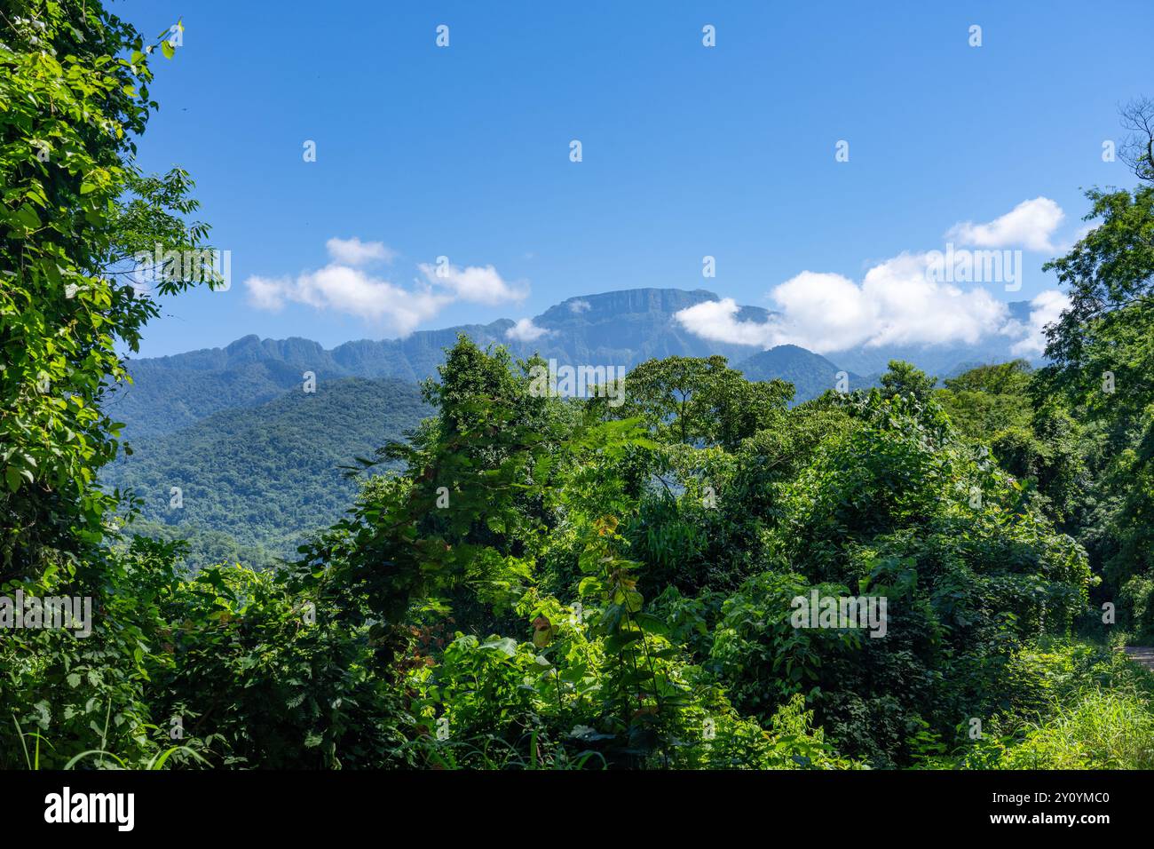 The yungas subtropical forest in Calilegua National Park in the UNESCO ...