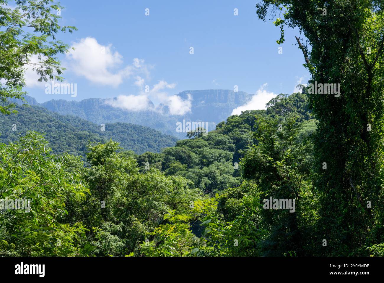 The yungas subtropical forest in Calilegua National Park in the UNESCO ...