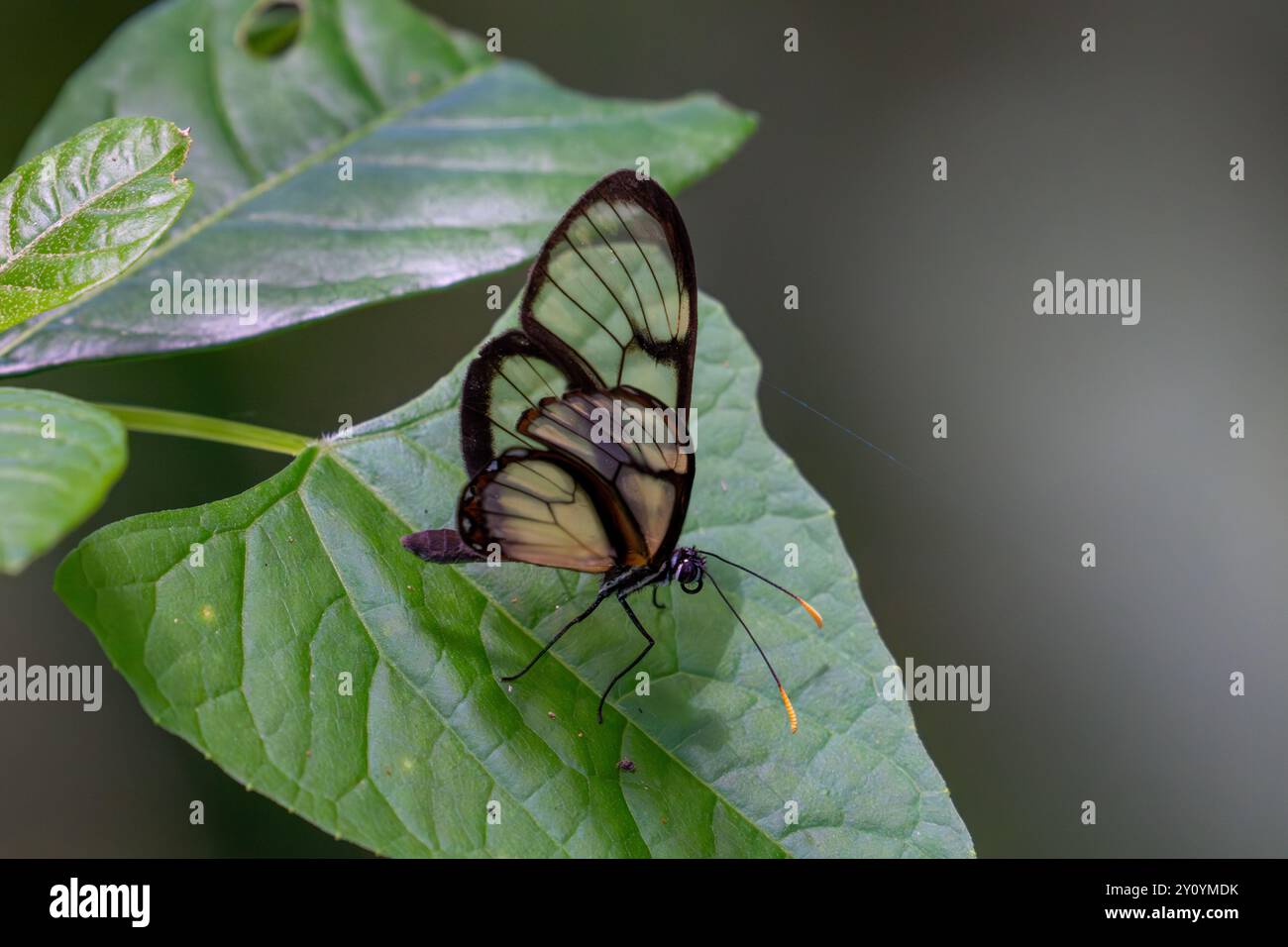 A clearwing butterfly, Pteronymia ozia, on a leaf in Calilegua National ...